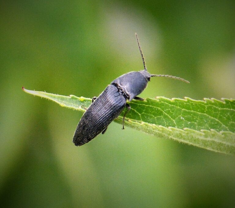 7 Insects That Glow in the Dark