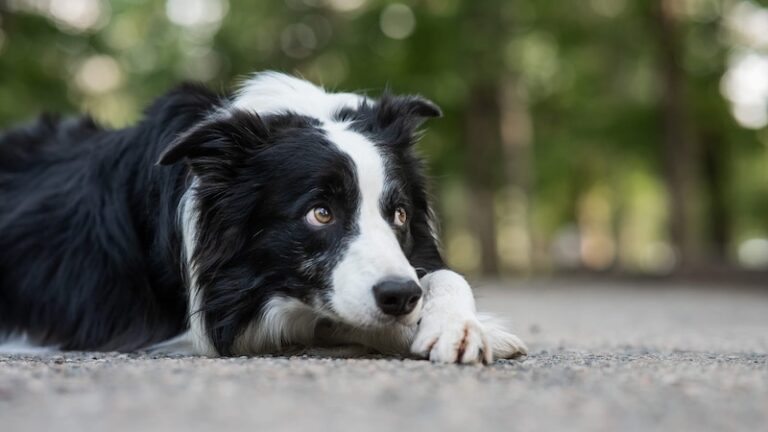 10 Interesting Facts About Border Collies