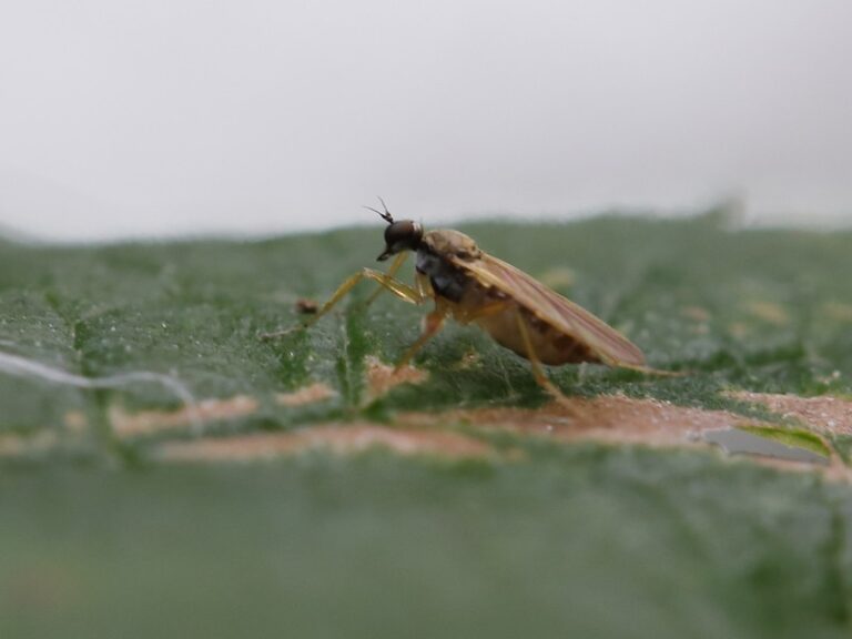 10 Insects with the Most Unique Mating Rituals