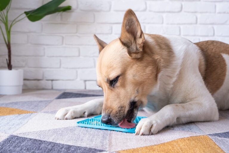 10 Interesting Facts About Dogs' Taste Buds
