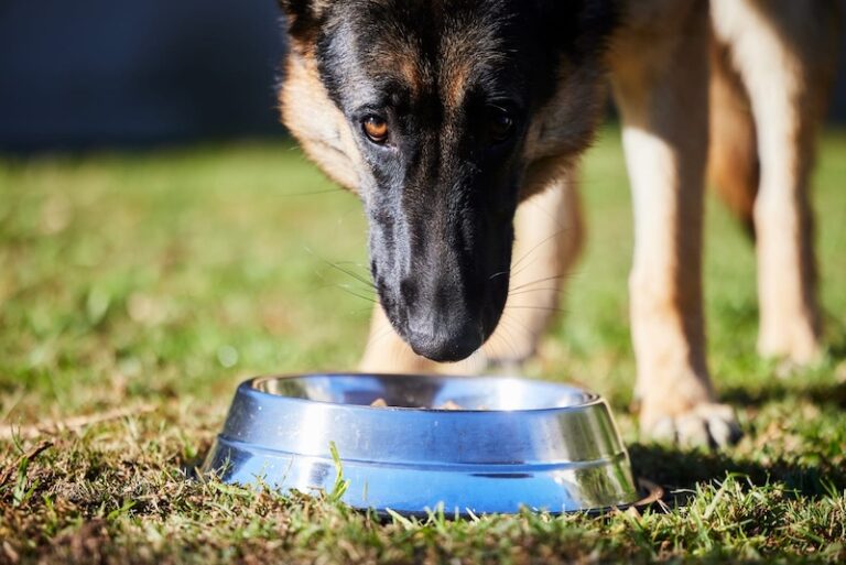 10 Interesting Facts About Dogs' Taste Buds