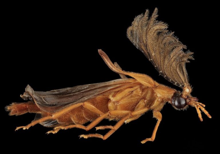 7 Insects That Glow in the Dark