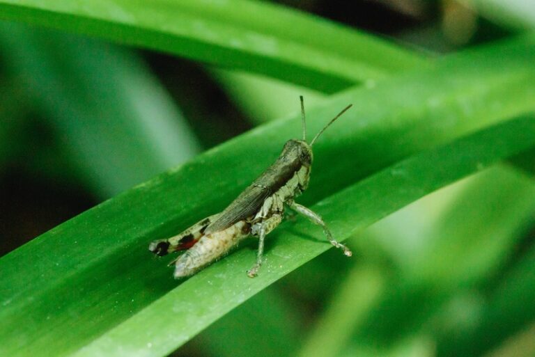 10 Ways Insects Benefit Humans