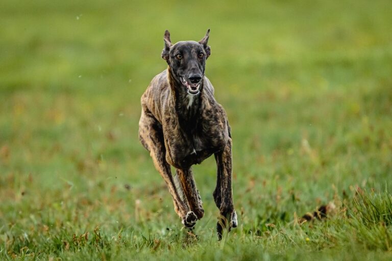 10 Dog Breeds With Known Sensitivity to Anesthesia