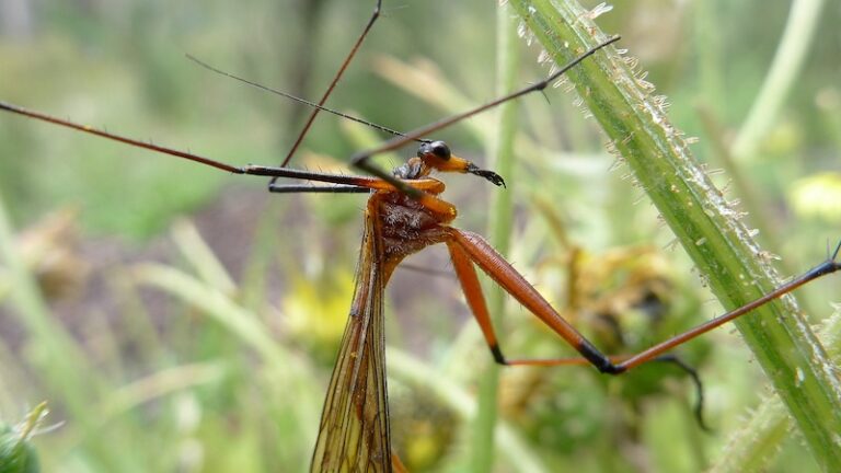 10 Insects with the Most Unique Mating Rituals
