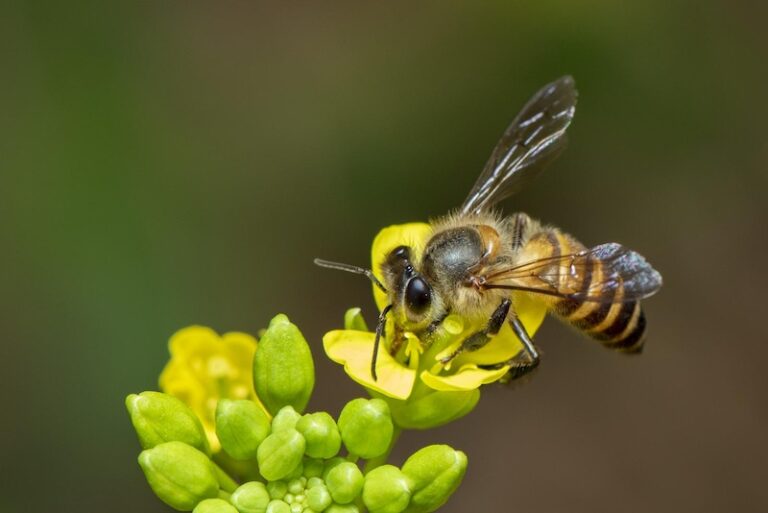 10 Insects with the Most Unique Mating Rituals