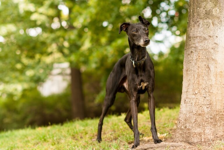 10 Small Dogs That Get Along Well with Cats