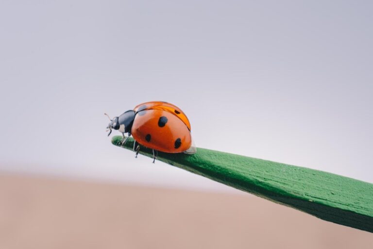 10 Ways Insects Benefit Humans