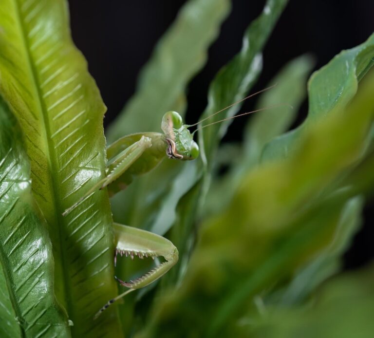 10 Interesting Facts About Praying Mantises