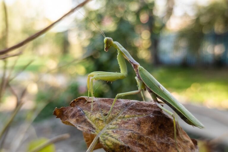 10 Interesting Facts About Praying Mantises