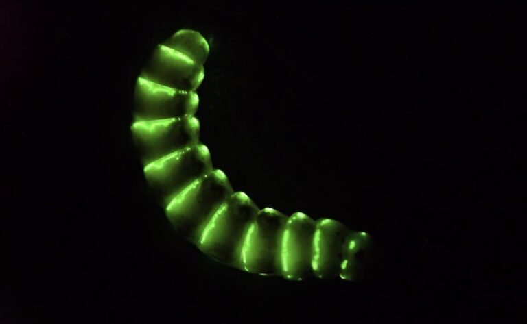 7 Insects That Glow in the Dark