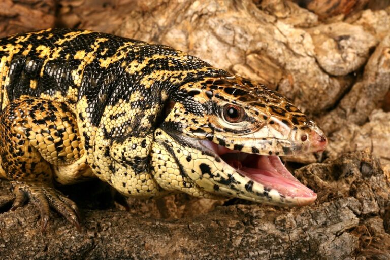 10 Reptiles That Look Like They’re Smiling