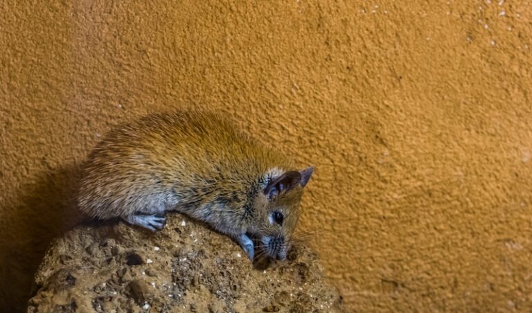 10 Animals That Can Regenerate Body Parts