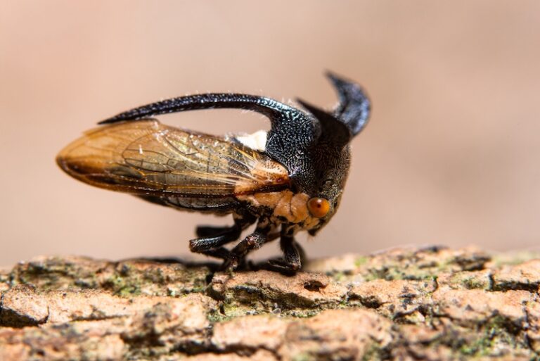 10 Interesting Ways Insects Communicate
