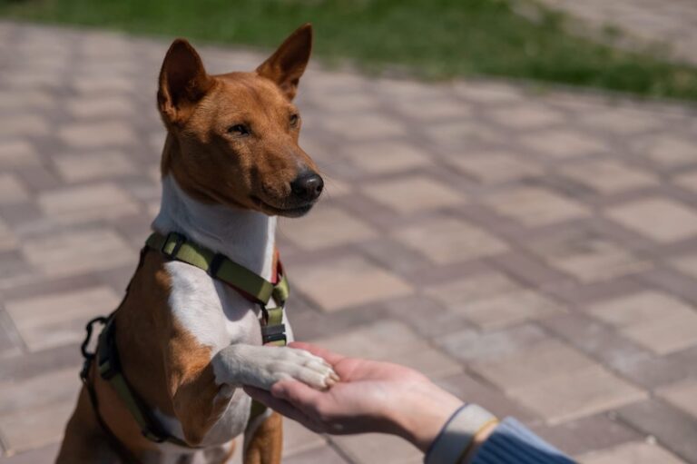 Is Your Dog Left-Pawed or Right-Pawed? Here’s How to Tell!