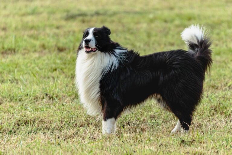 10 Dog Breeds That Are the Most Observant and Aware