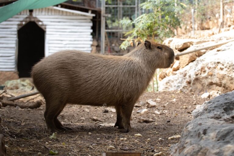 10 Unusual Animal Friendships Found in Nature