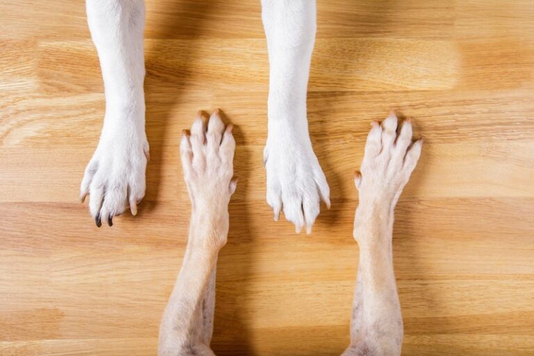 Is Your Dog Left-Pawed or Right-Pawed? Here’s How to Tell!