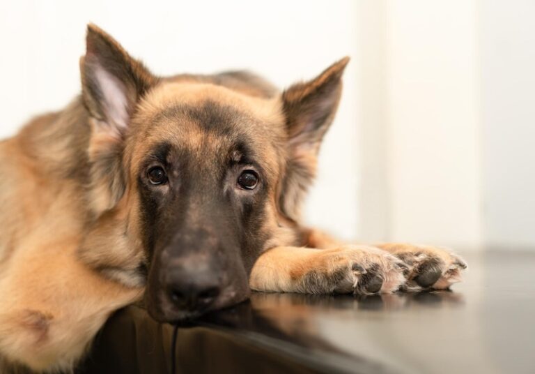 Is Your Dog Left-Pawed or Right-Pawed? Here’s How to Tell!