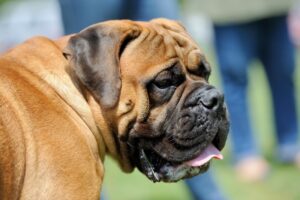 10 Dog Breeds That Are Famous for Their Wrinkles