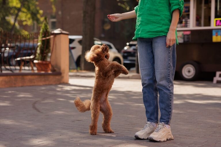 10 Small Dogs That Excel in Obedience Training