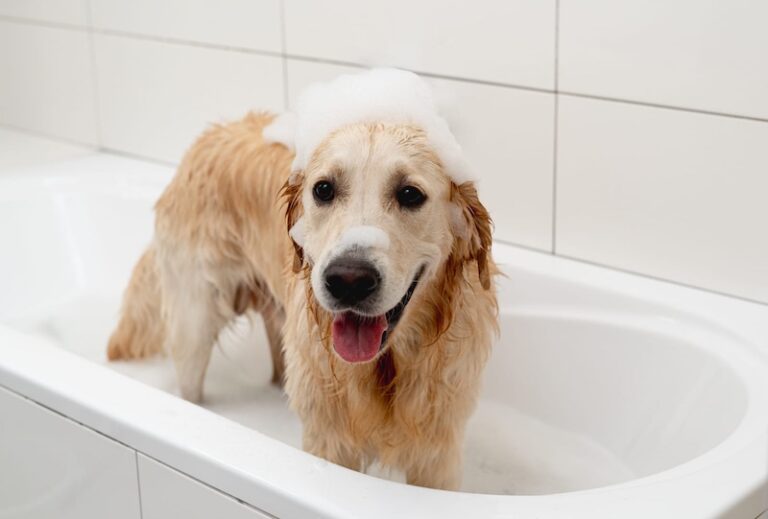 How to Teach Your Dog to Enjoy Bath Time