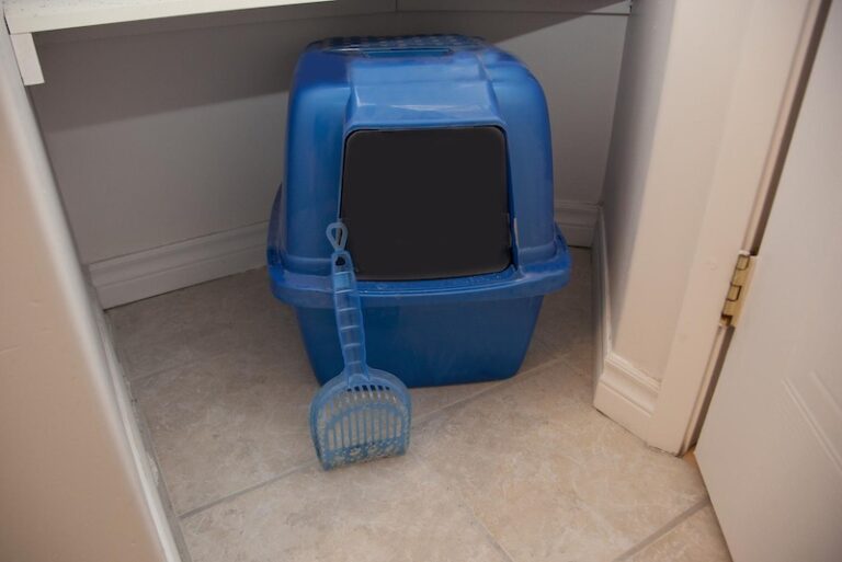 How to Choose the Right Litter Box for Your Cat