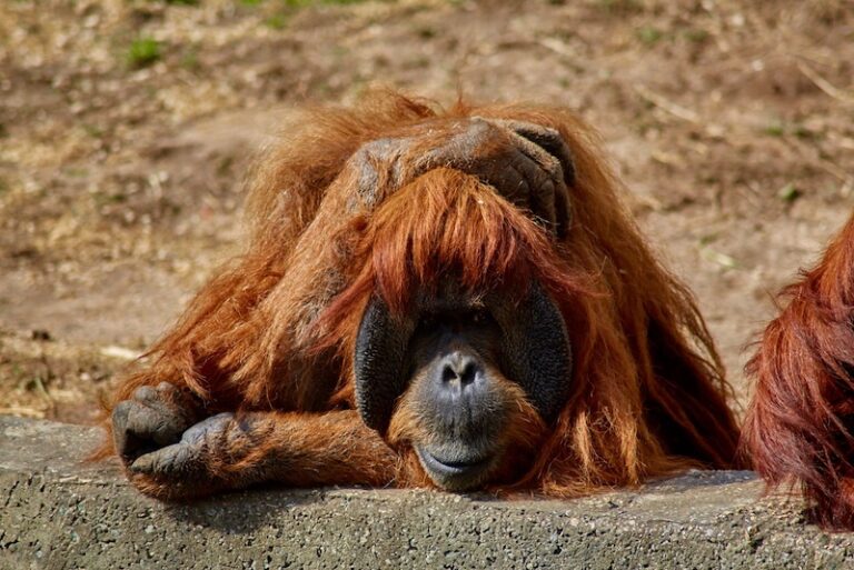 10 Unusual Animal Friendships Found in Nature