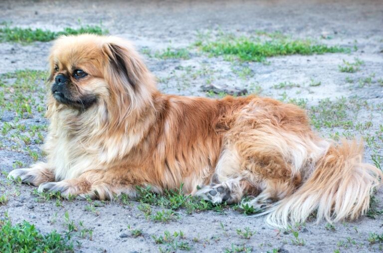 10 Dogs That Were Once Symbols of Nobility