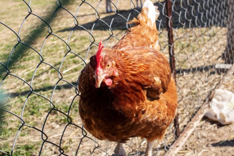 10 Interesting Facts About Chickens