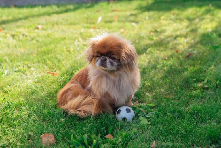 10 Dogs That Were Once Symbols of Nobility
