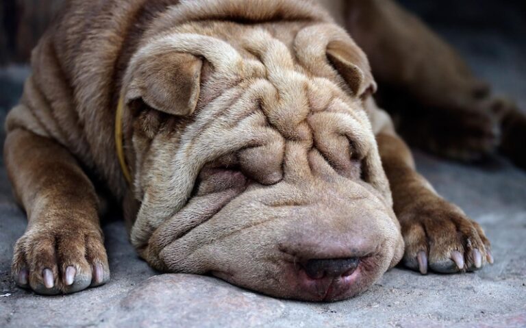 10 Dog Breeds That Are Famous for Their Wrinkles