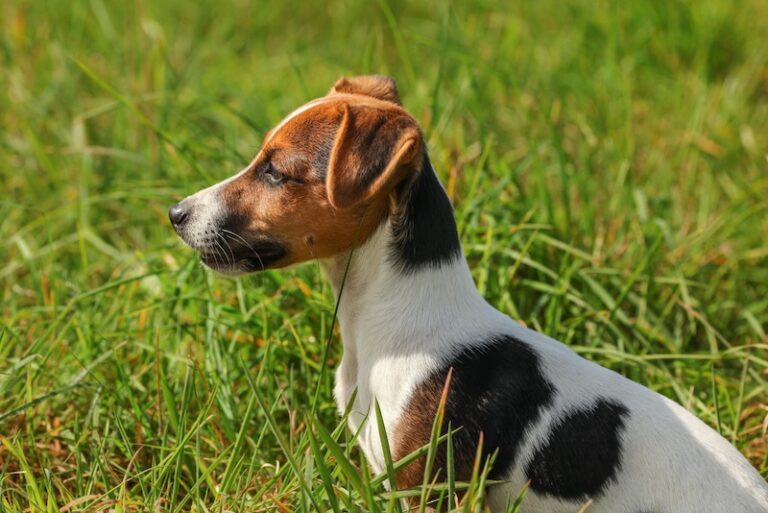 10 Dog Breeds That Are Prone to Territorial Behavior
