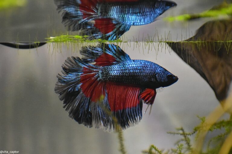 How to Tell If Your Betta Fish Is Happy: 7 Signs to Look For