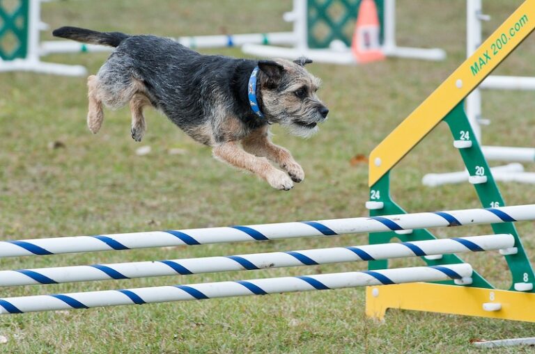 10 Small Dog Breeds That Are Surprisingly Athletic