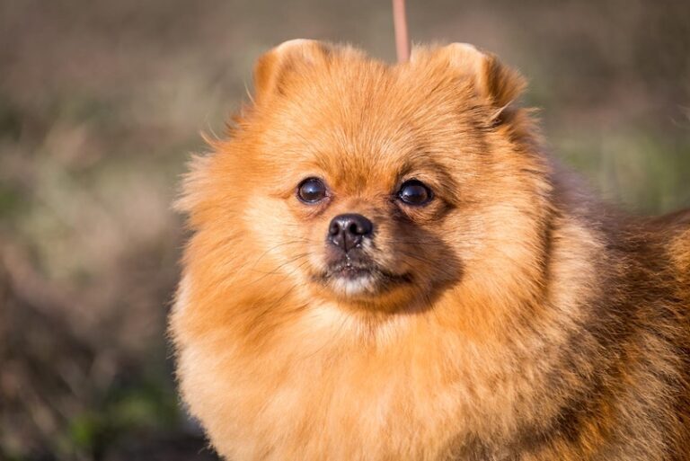 10 Small Dog Breeds That Look Like Teddy Bears