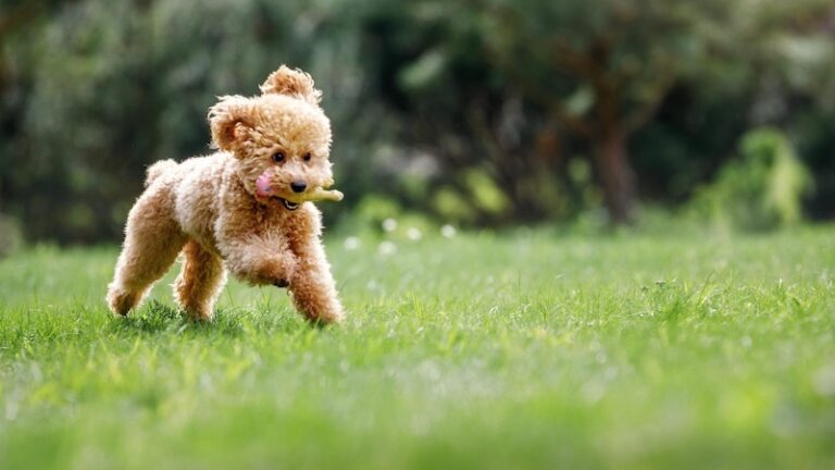 10 Small Dog Breeds That Are Surprisingly Athletic