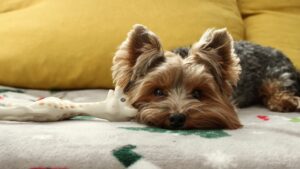 10 Interesting Facts About Yorkshire Terriers