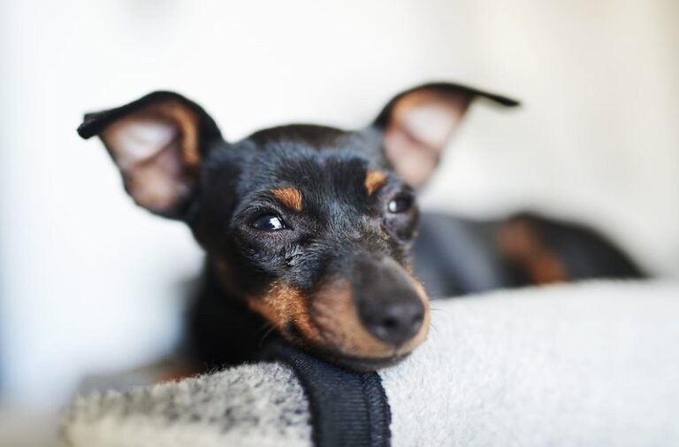 10 Small Dog Breeds That Are Surprisingly Athletic