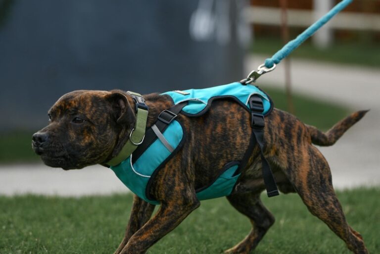10 Dog Breeds That Have the Most Muscular Builds