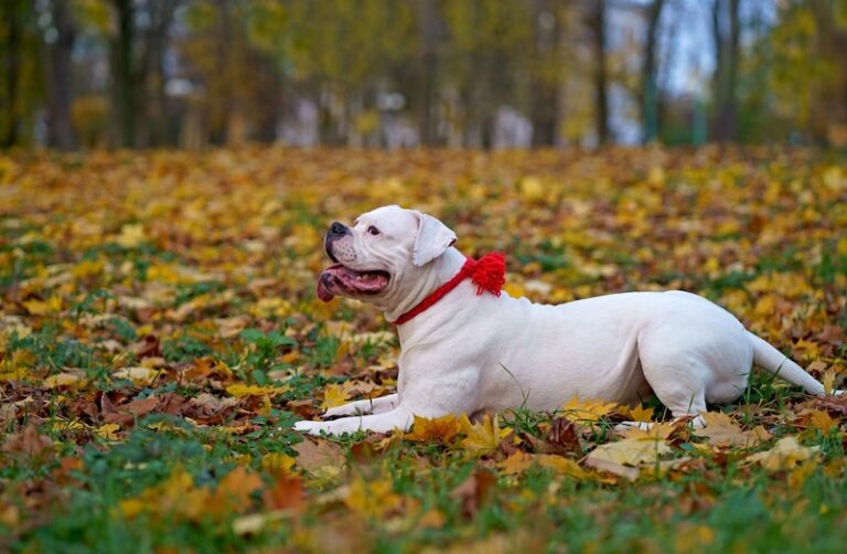 10 Dog Breeds That Have the Most Muscular Builds