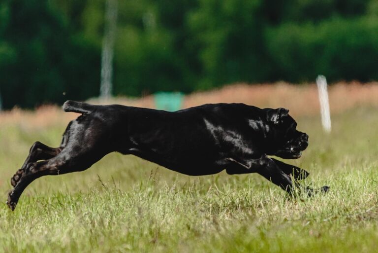 10 Interesting Facts About Cane Corsos