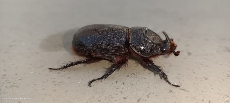 10 Insects Known for Their Incredible Strength