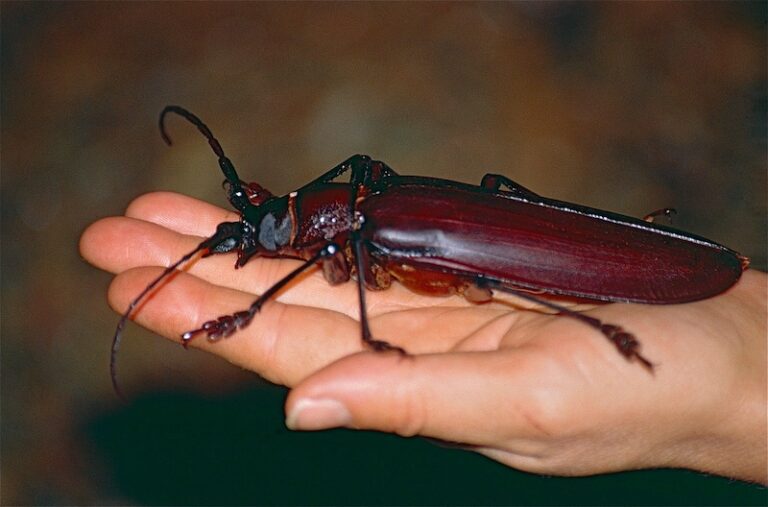10 Insects Known for Their Incredible Strength