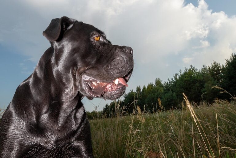 10 Interesting Facts About Cane Corsos