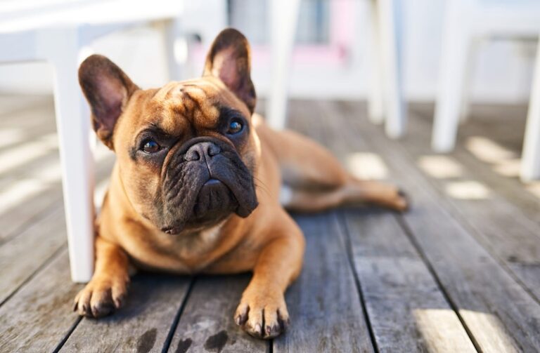 10 Dog Breeds with the Most Sassy Personalities