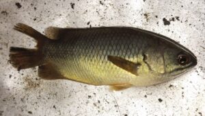 7 Fish That Can Walk on Land