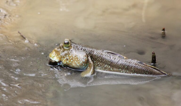 7 Fish That Can Walk on Land