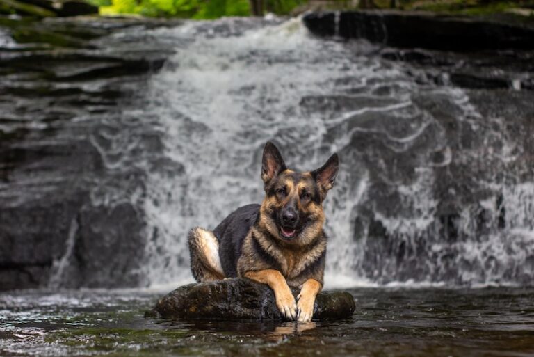 10 Dog Breeds That Are Prone to Territorial Behavior