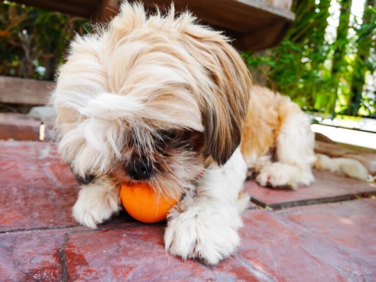10 Interesting Facts About Shih Tzus